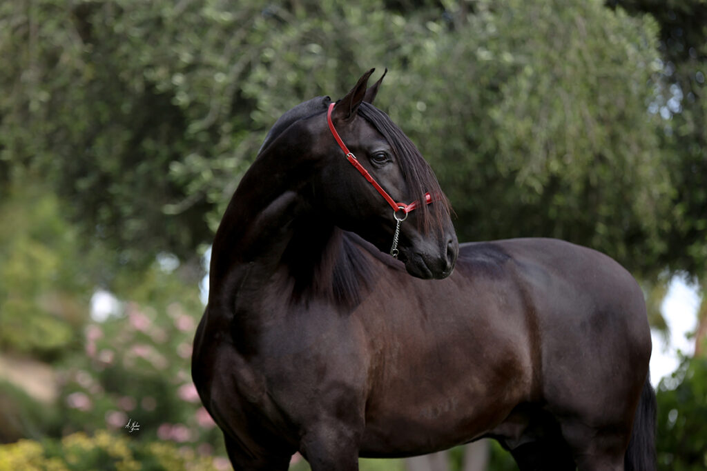 Home – Marengo - Rancho El Marengo