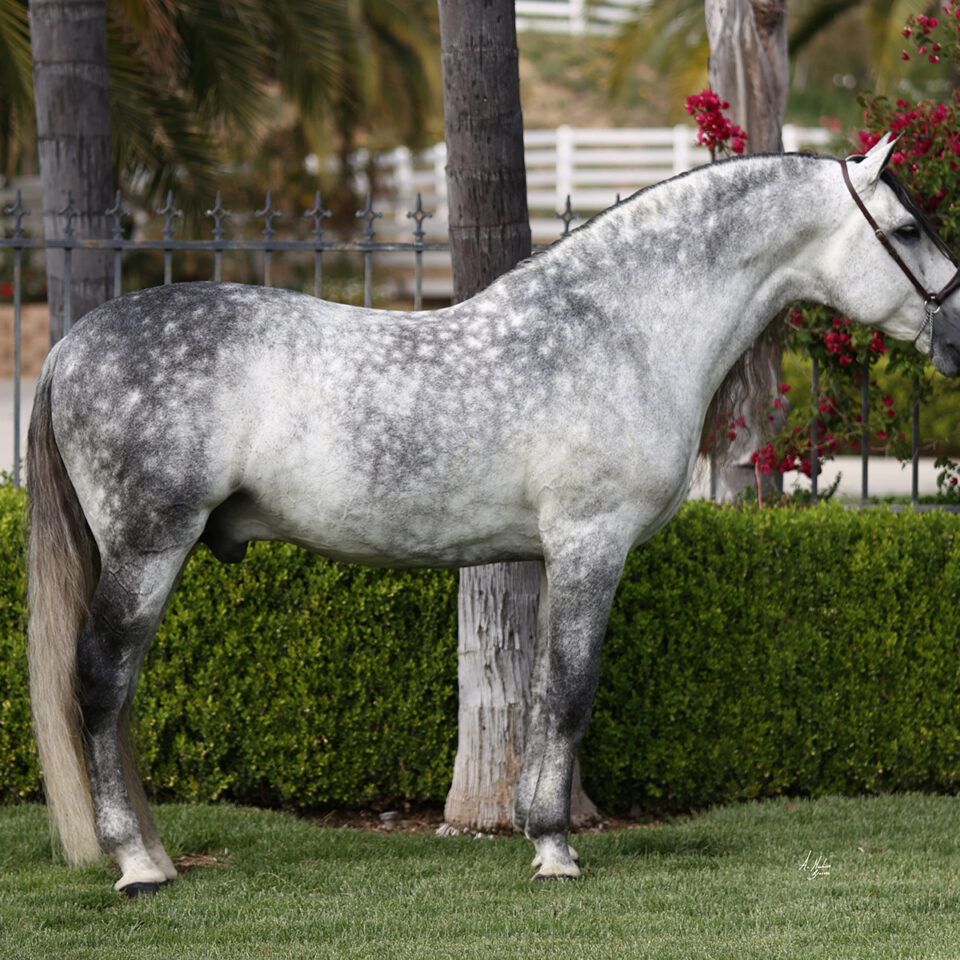 Horses - Rancho El Marengo