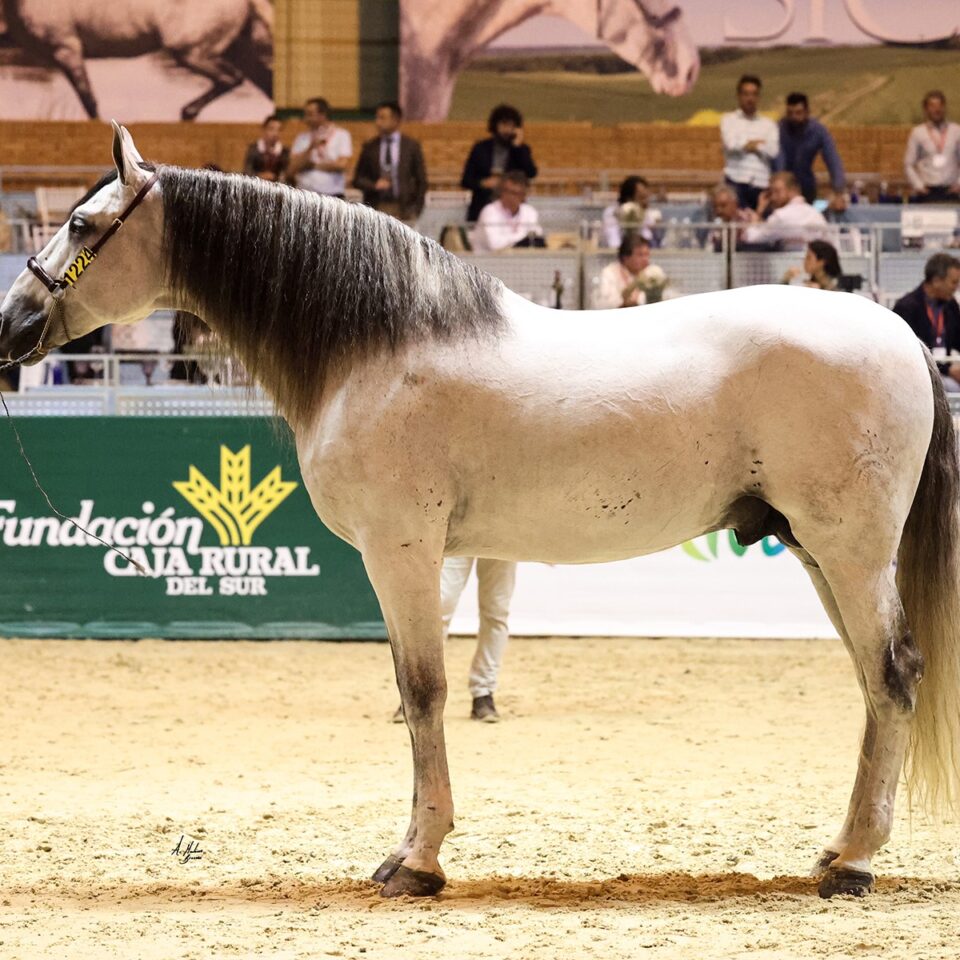 Horses - Rancho El Marengo